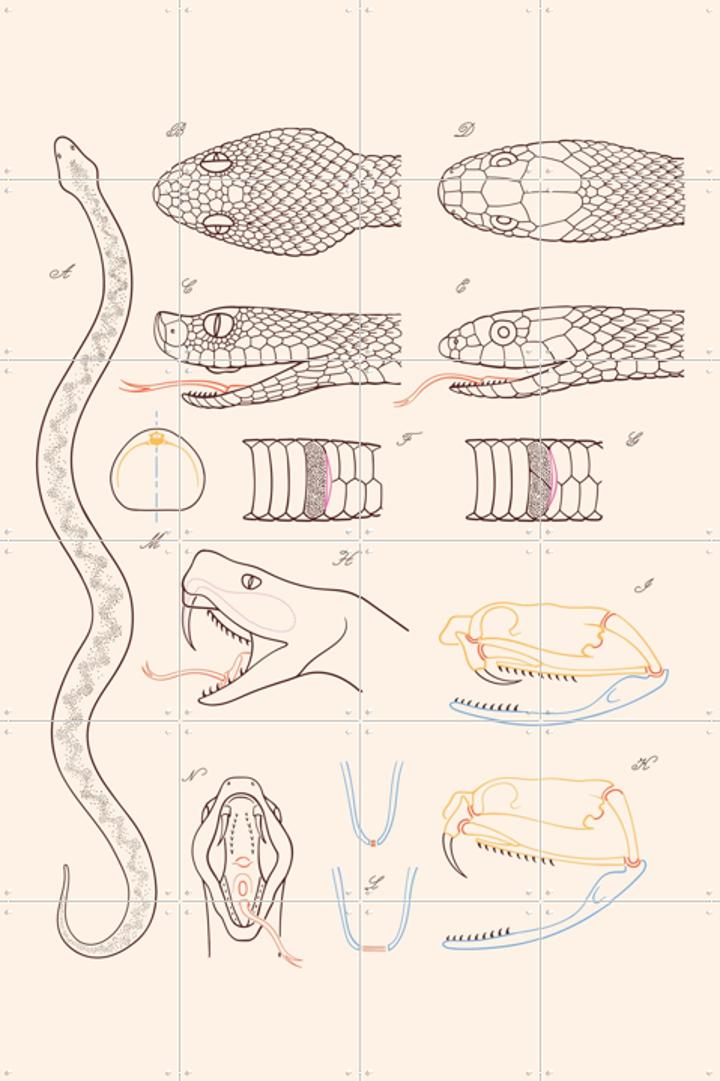 Serpent - Anatomie, par Aster Edition - IXXI