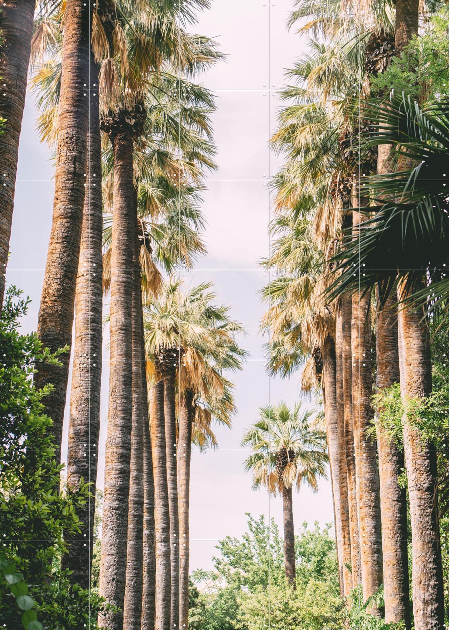 Palm Tree Lane By Pati Photography | Wall Art & Art Prints | IXXI