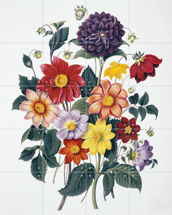 The Beauties of Flora, von Clara Maria Pope & Natural History Museum - IXXI