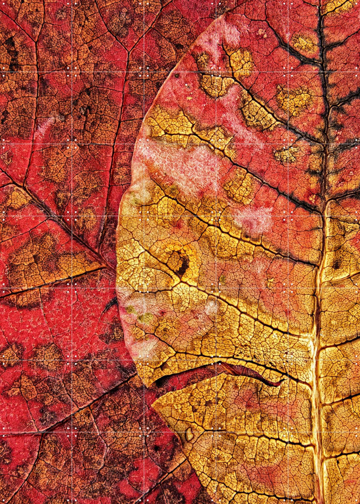 Dying Leaf, by Ales Klabus - IXXI