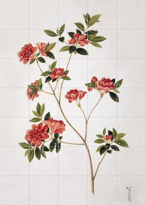 Plate 124 from the John Reeves Collection, par John Reeves & Natural ...