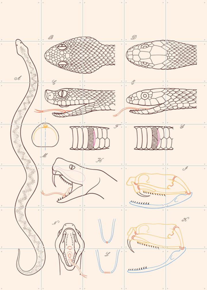 Serpent - Anatomie, par Aster Edition - IXXI