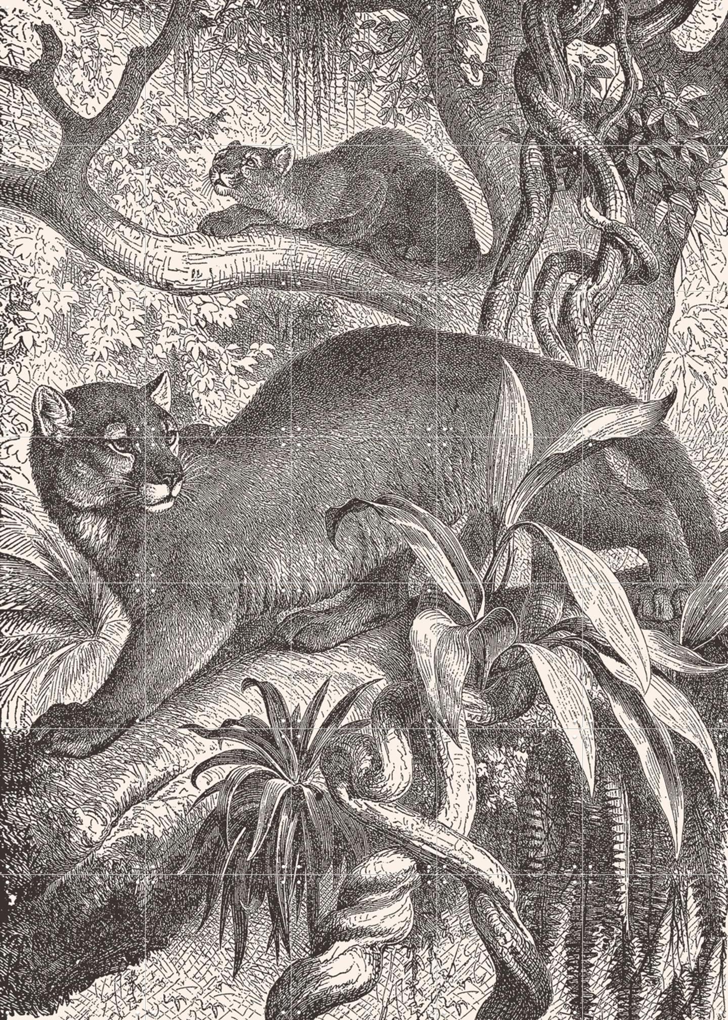 Puma and baby puma By Aster Edition | Wall Art & Art Prints | IXXI