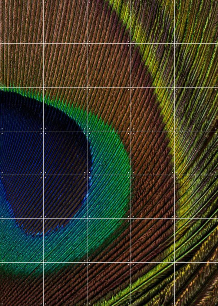 The Eye of a Peacock Feather, by Marjolijn van den Berg - IXXI