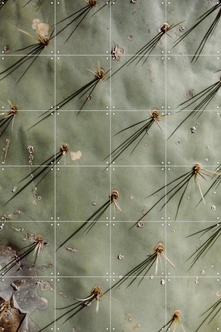 Cactus Zoom, by Chris Abatzis - IXXI