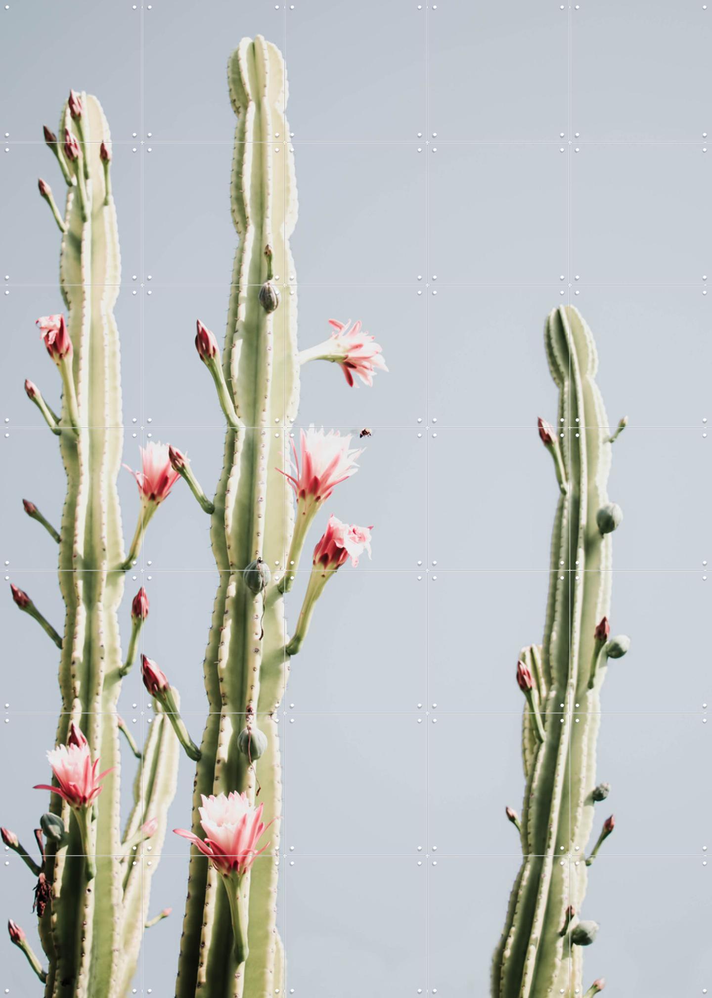 Cerus Cactus Flowers By Ingrid Beddoes | Wall Art & Art Prints | IXXI