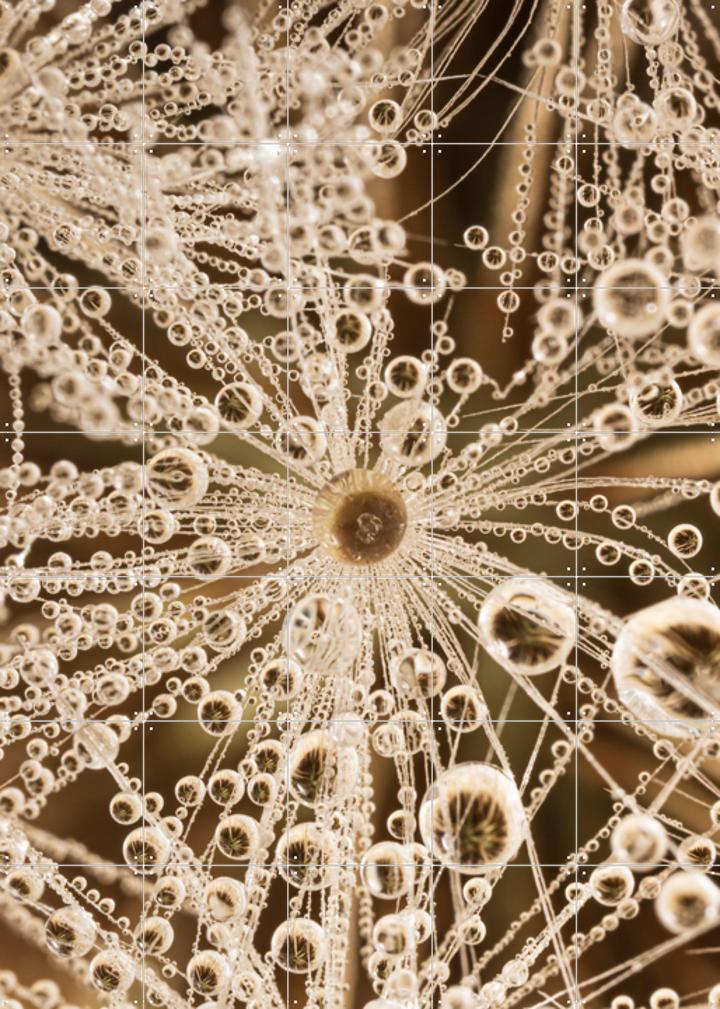 Een abstracte structuur uit de natuur, par Marjolijn van den Berg - IXXI