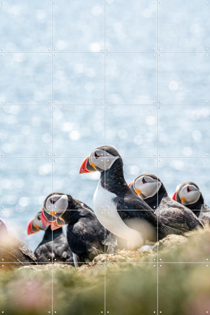 Puffins, door Henrike Schenk - IXXI
